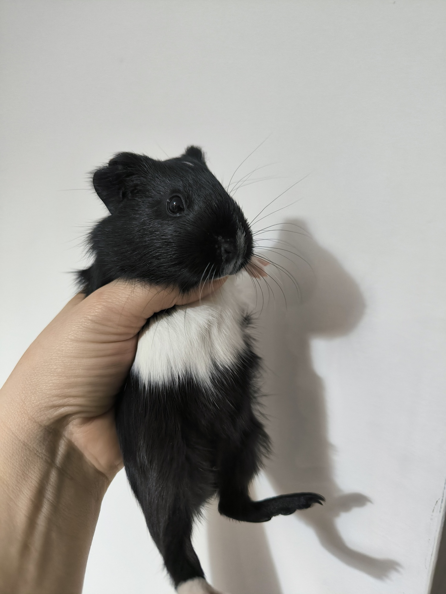 Oskar REZERVACE | Šance zvířatům - zapsaný spolek